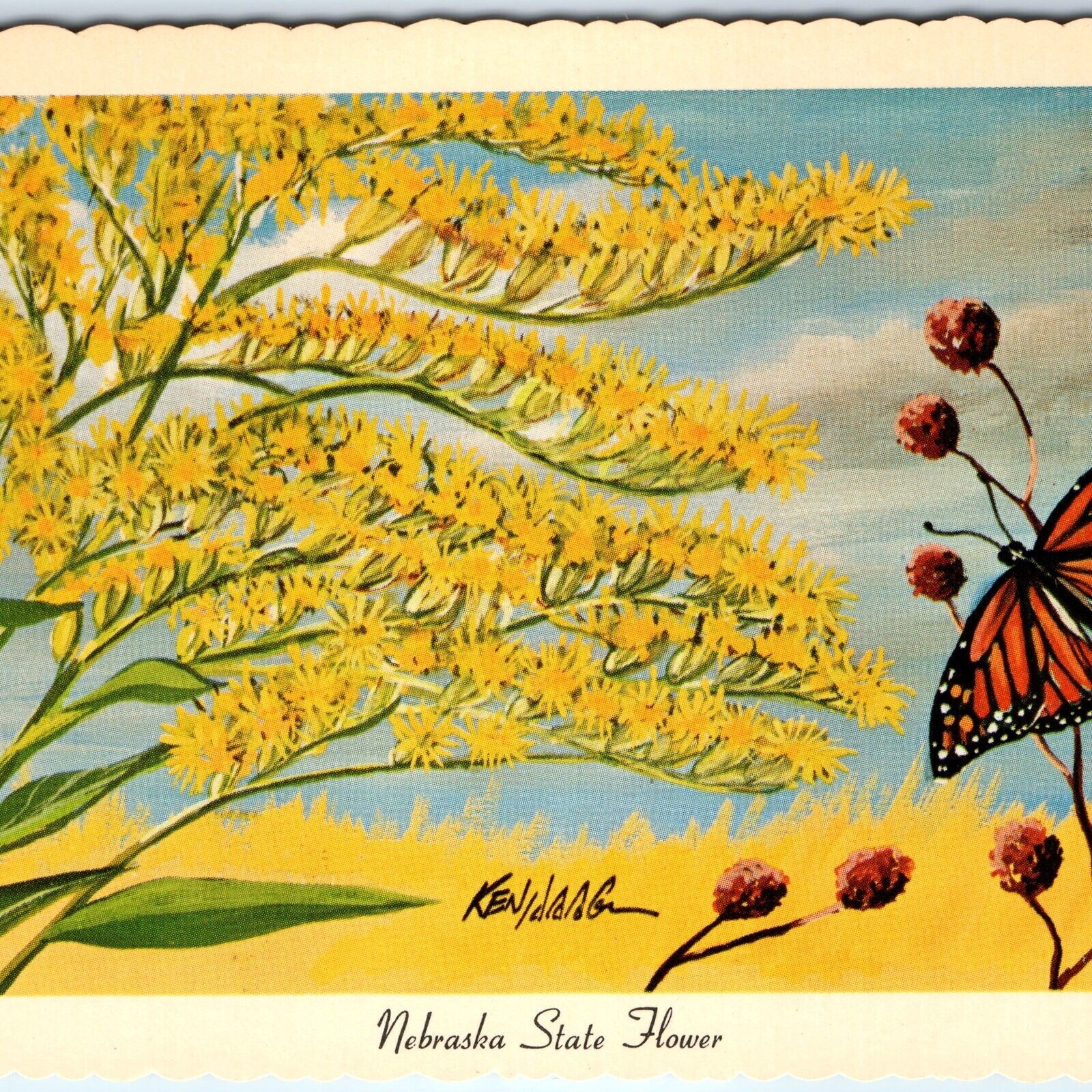 1967 NE Nebraska State Flower Goldenrod Butterfly Ken Haag Painting Art ...
