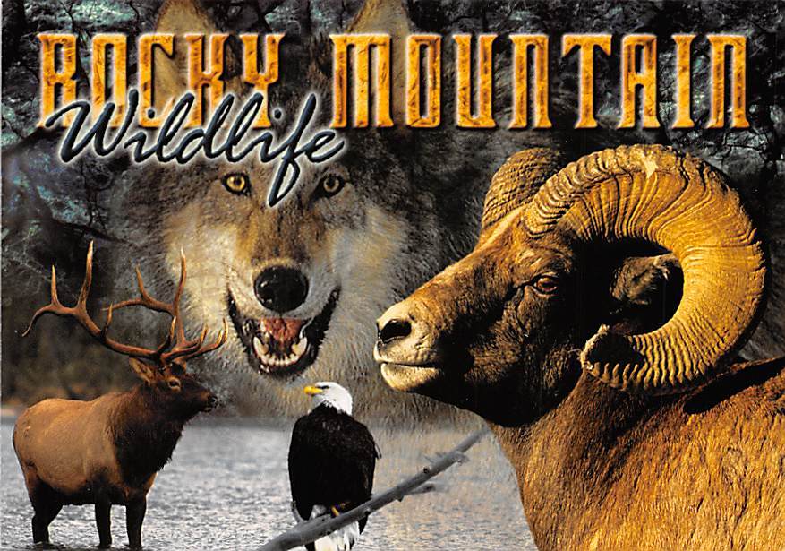 The Grey Wolf Bighorn Sheep The Grey Wolf Bighorn Sheep, Rocky Mountain ...