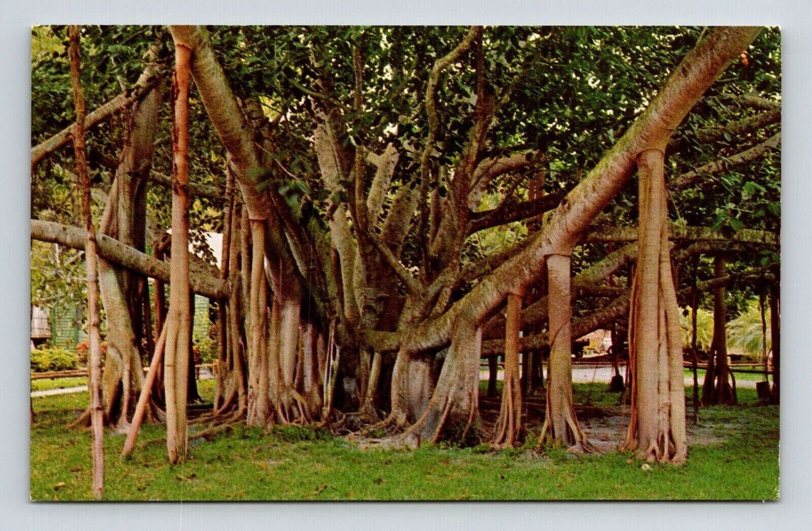Banyan Tree Indian Hawaii Moana Hotel HI Kumu La’au O Ka ‘Ohana Piku ...