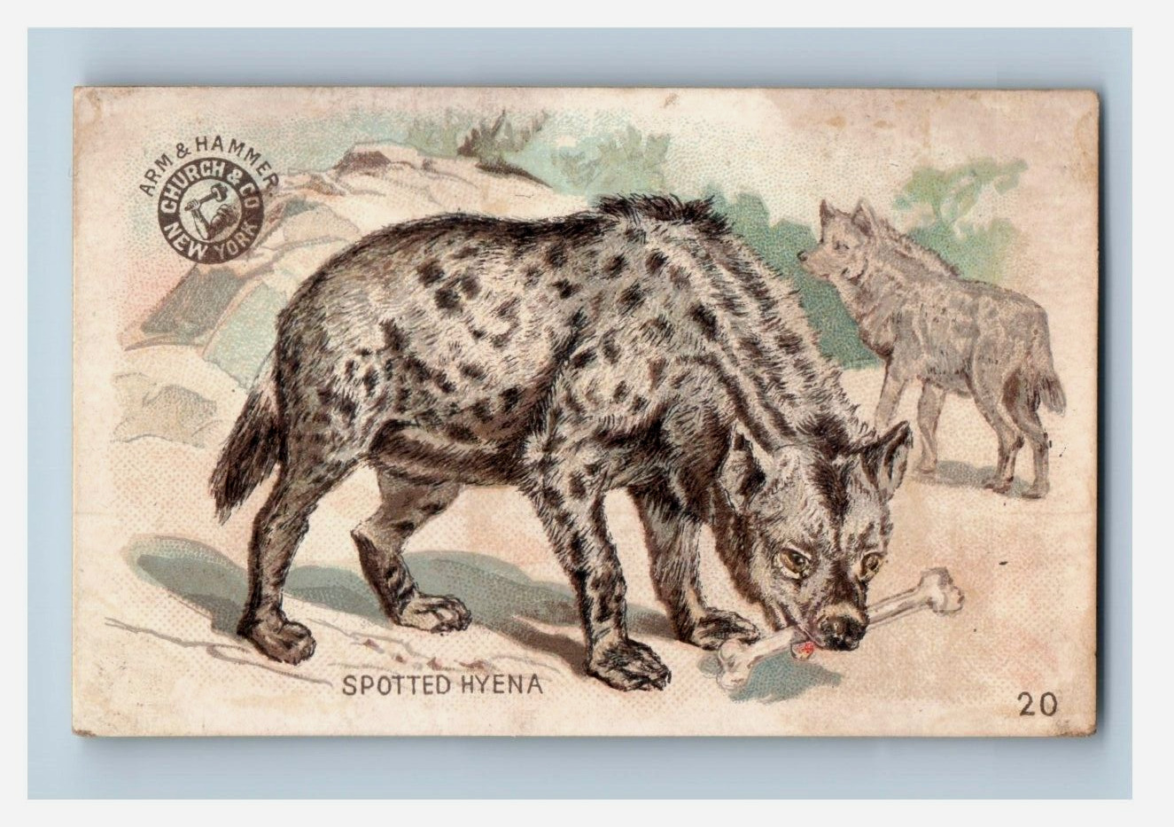 1880s-90s Arm & Hammer Interesting Animals Spotted Hyena No.20 F111 ...