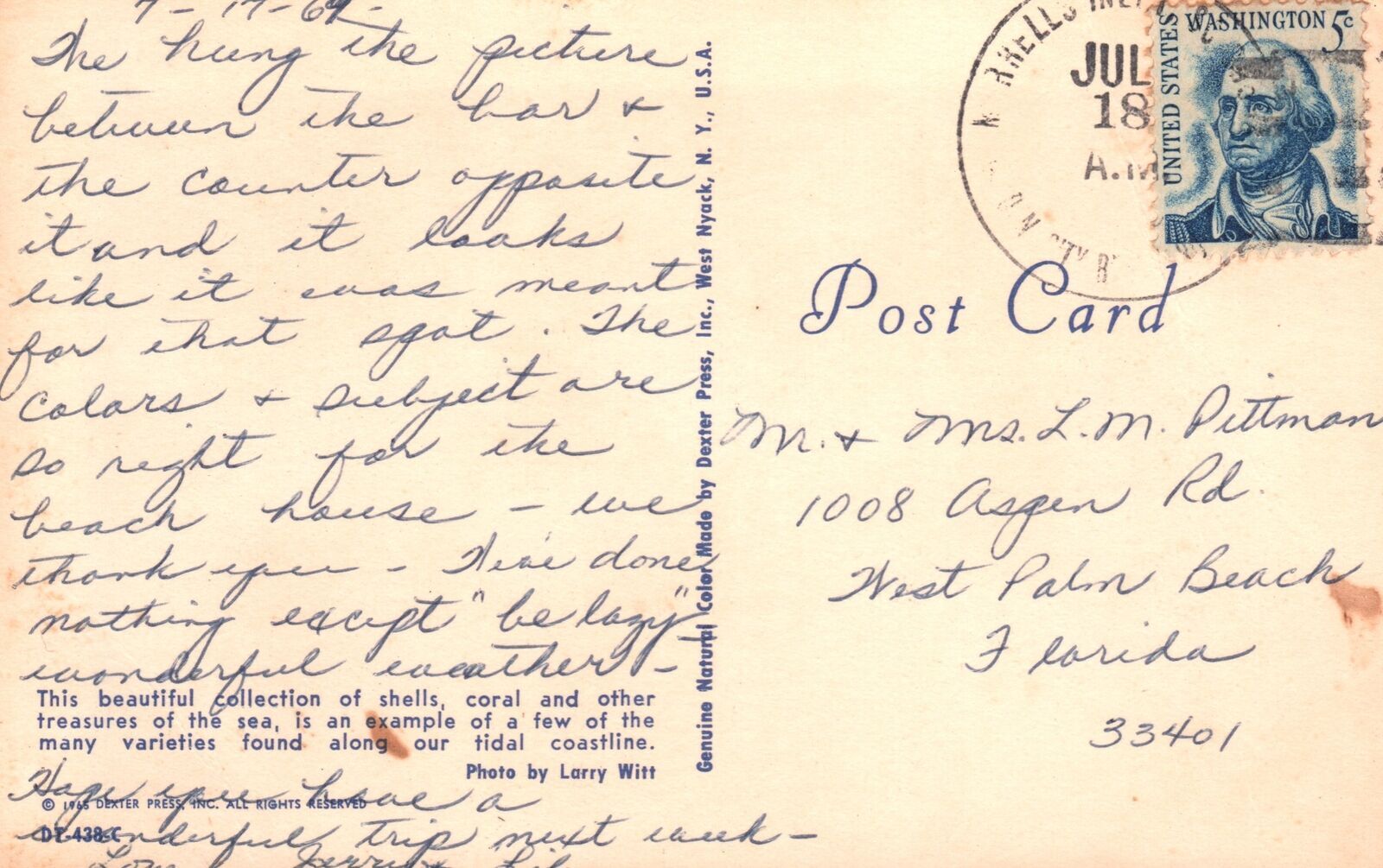 Vintage Postcard 1910's Treasures Sea Shell Collection Coral Tidal ...