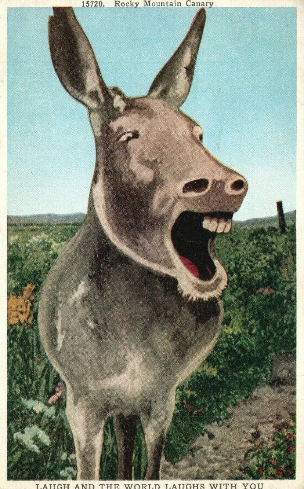 Vintage Postcard 1920's Rocky Mountain Canary The World Laughs With You ...