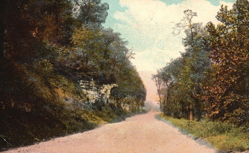 Vintage Postcard Street View Roadside Forest Attraction Roads And ...
