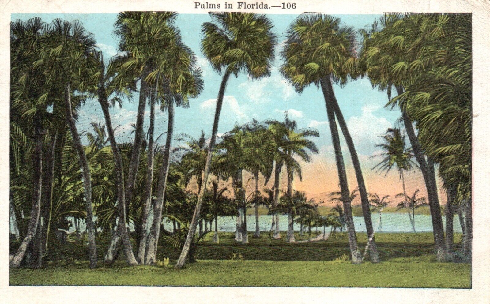 Postcard FL Palms in Florida Posted 1922 White Border Vintage PC f9905 ...