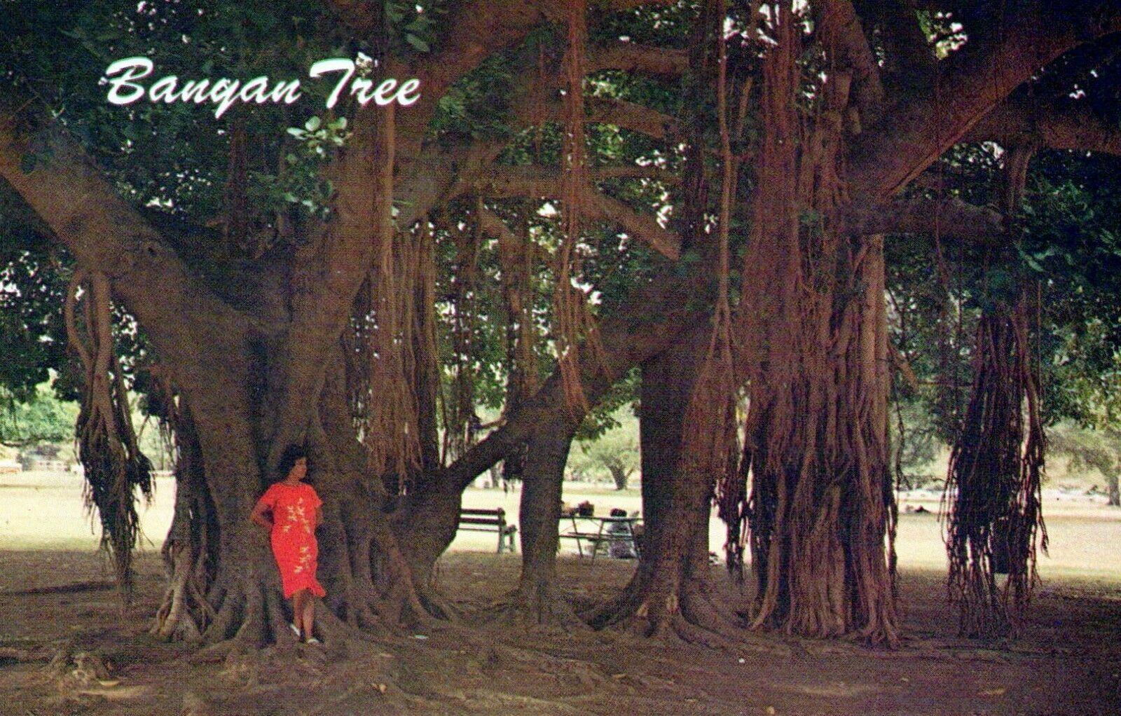 Banyan Tree Aerial Root System Lahaina Maui Hawaii Chrome Vintage ...