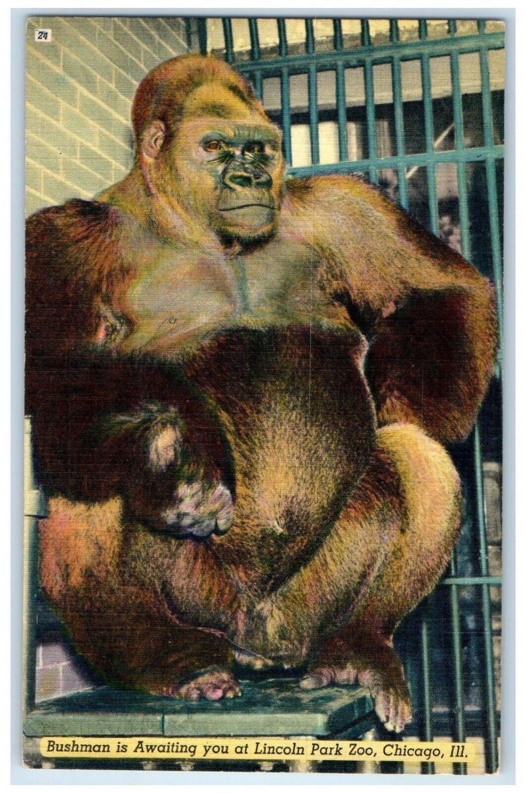 Bushman Is Awaiting You At Lincoln Park Zoo Chicago Illinois IL Gorilla ...