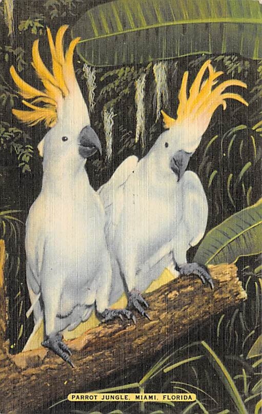 Beautiful cockatoos in Florida's famous Parrot jungle Miami, Florida ...