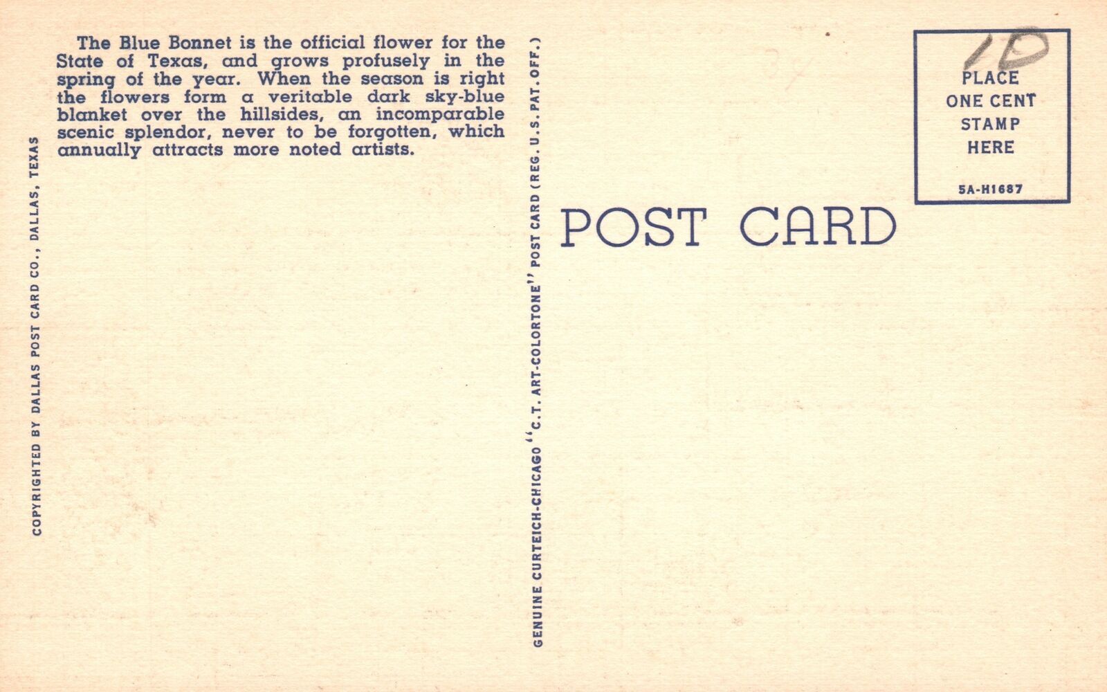 Vintage Postcard Blue Bonnets The Texas State Flower Grows In Spring Of ...