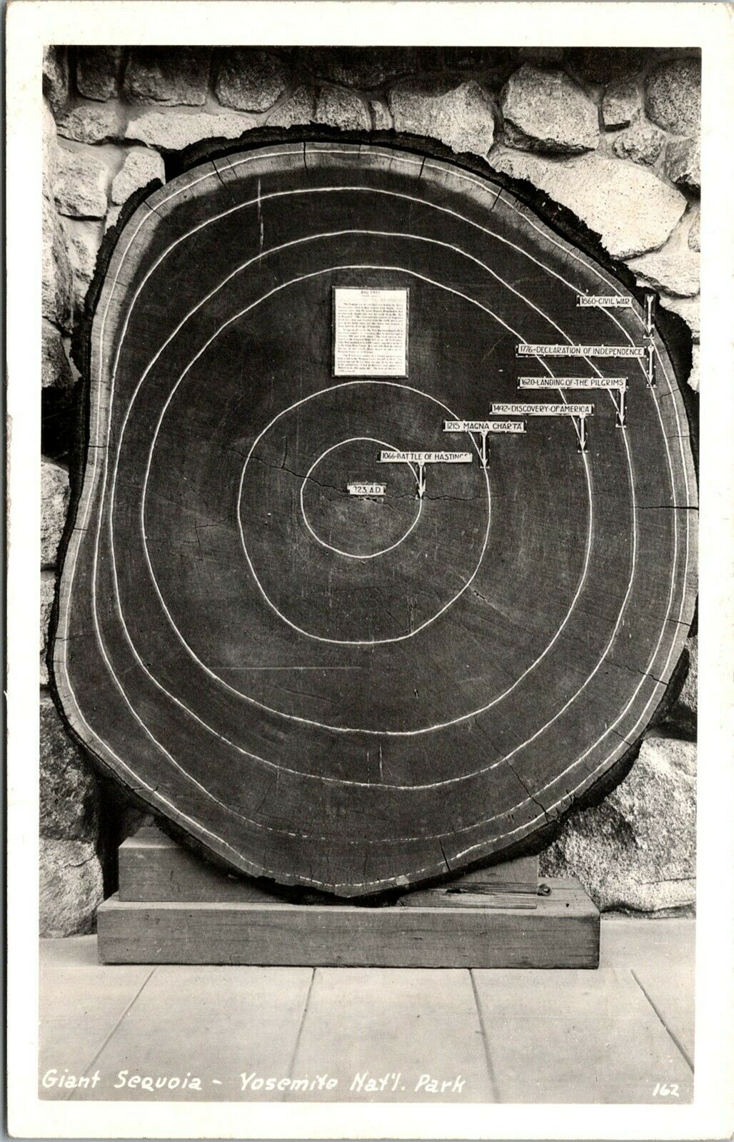 Vtg Giant Sequoia Tree Ring Yosemite National Park CA 1940s RPPC ...