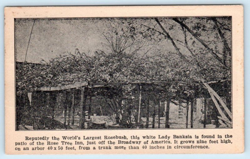 TOMBSTONE, Arizona AZ ~ World's Largest Rose Bush ROSE TREE INN 1939 ...