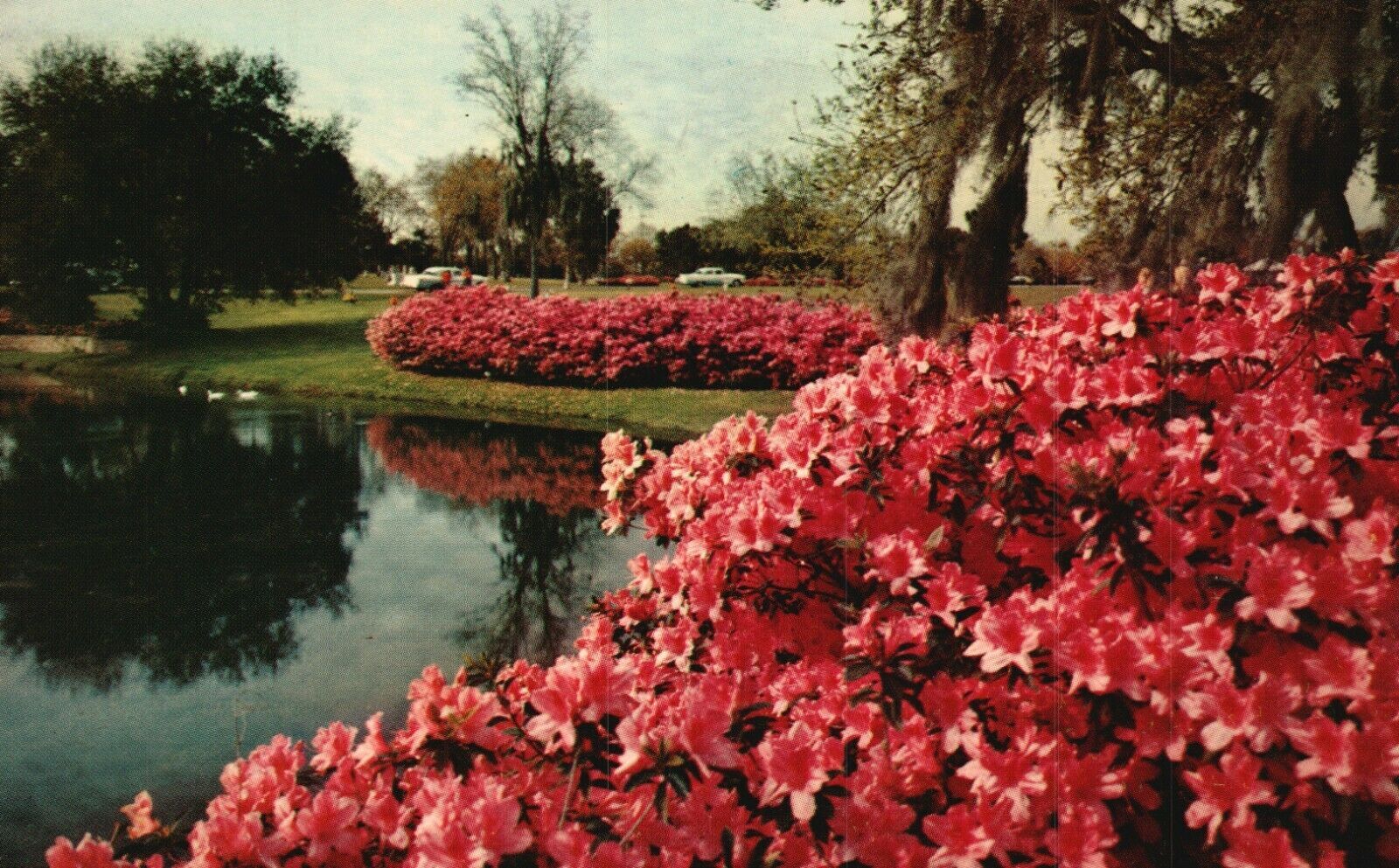 Vintage Postcard Azaleas One of the Souths Most Spectacular Flowering ...