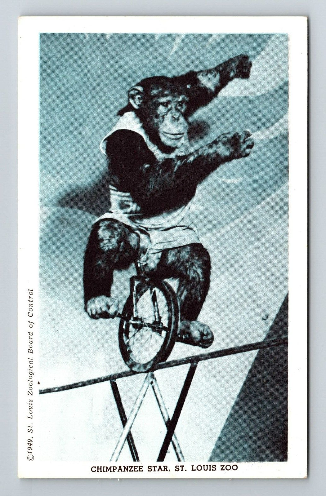 St Louis MO- Missouri, Chimpanzee Star, St Louis Zoo, Chrome Postcard ...