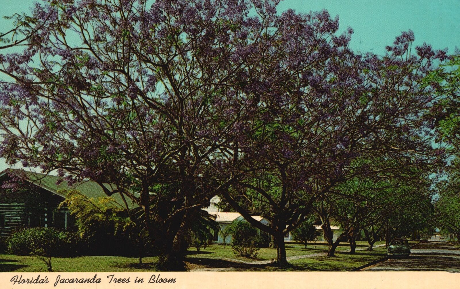 Vintage Postcard 1967 Florida's Jacaranda Trees Acutifolia Flowering ...