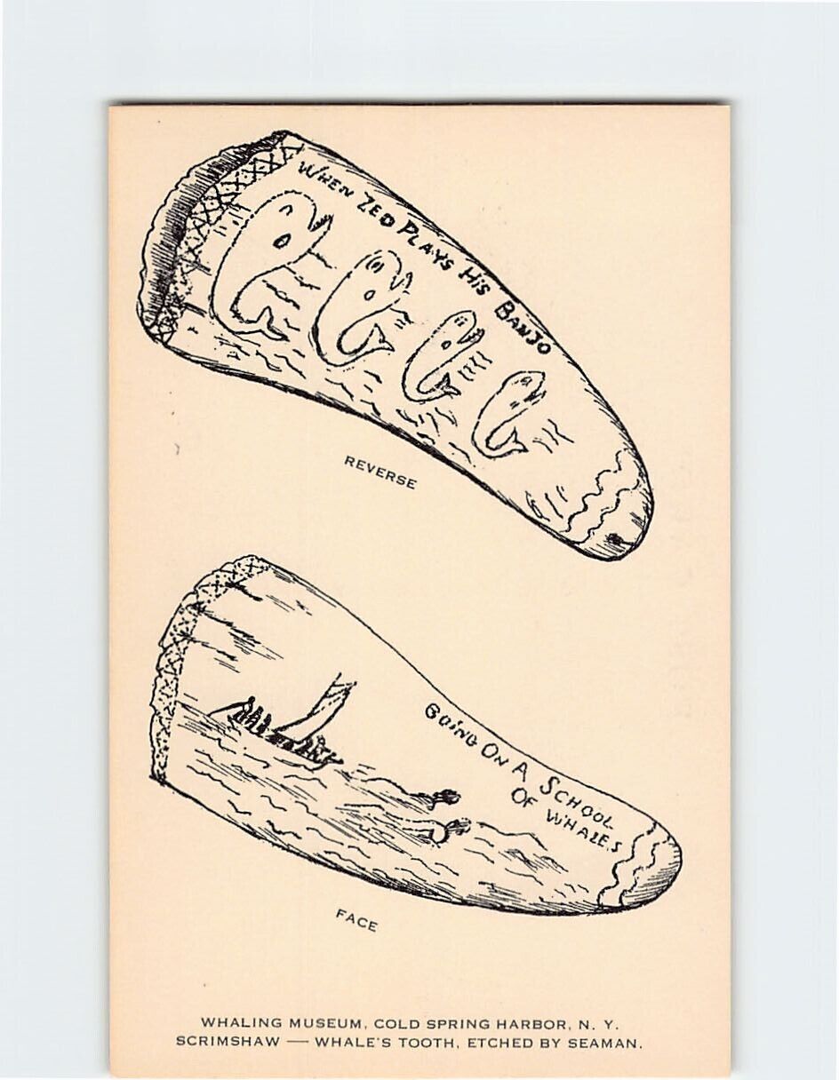 Postcard Scrimshaw-Whale's Tooth, Whaling Museum, Cold Spring Harbor ...