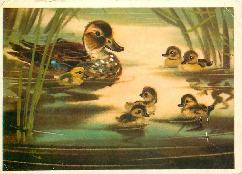 Modern Postcard Ducks | Topics - Animals - Birds, Postcard / HipPostcard