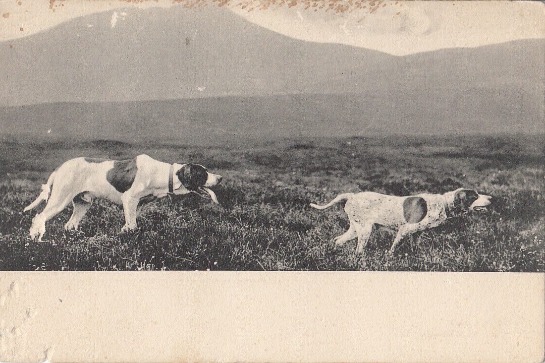 Hunter hunting dogs early 1900s postcard | Topics - Animals - Other ...