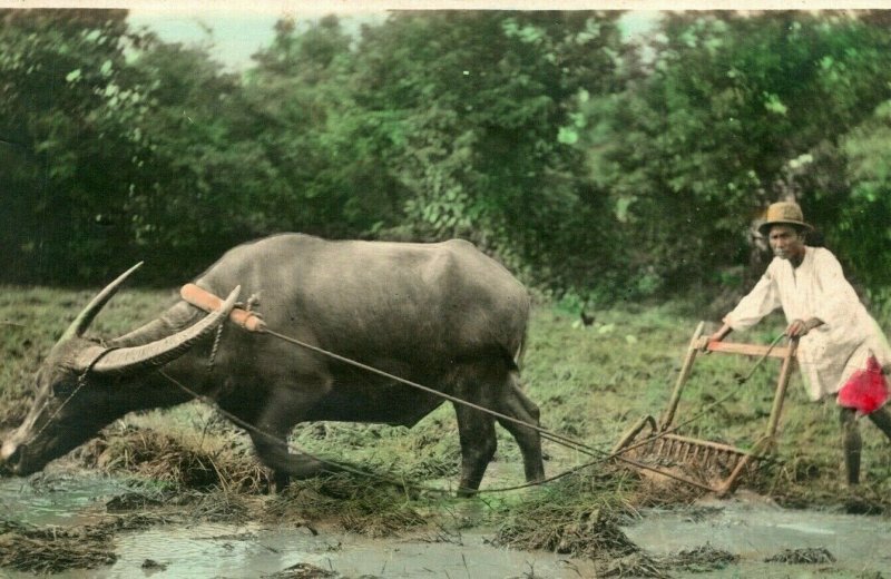 Vtg RPPC Hand Tiinted Philippines Water Buffalo Native Farmer Plow UNP ...