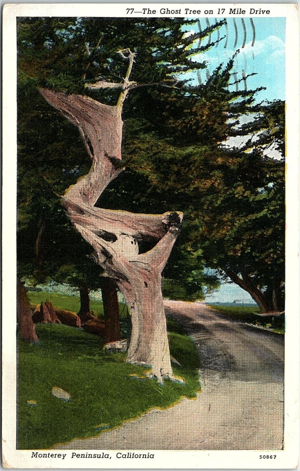 1930s DEL Monte California Ghost Tree 17 Mile Drive Linen Postcard 42 ...