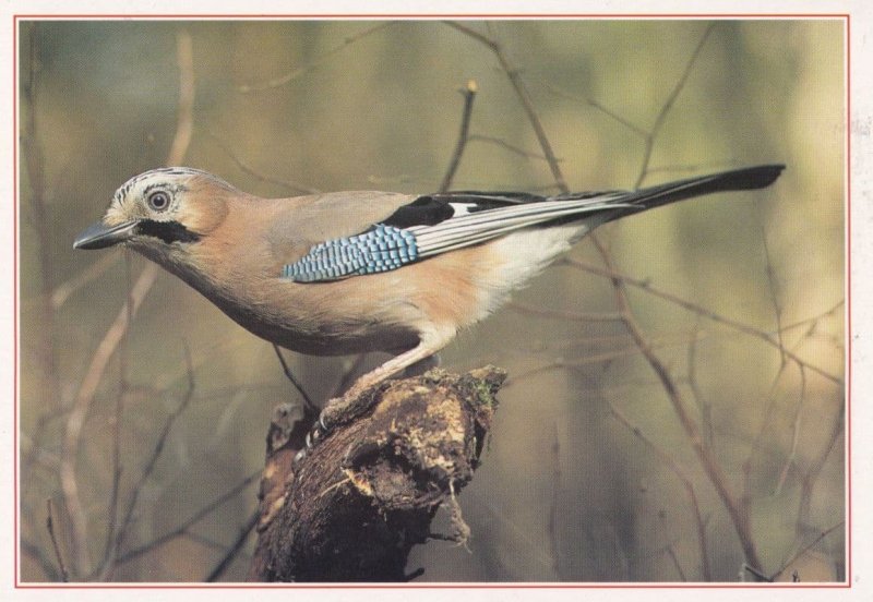 Jay Bird Eggs Nest Diet Plumage Arthur Dixon Postcard | Topics ...