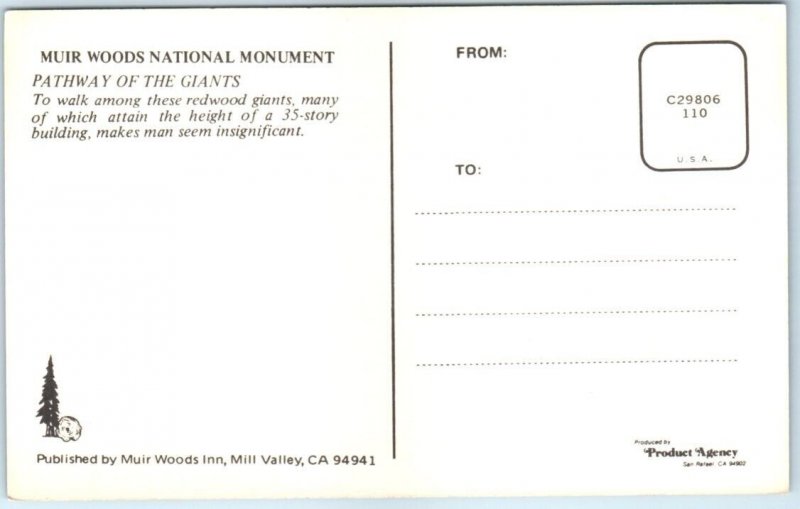Postcard - Pathway Of The Giants, Muir Woods National Monument - Mill ...