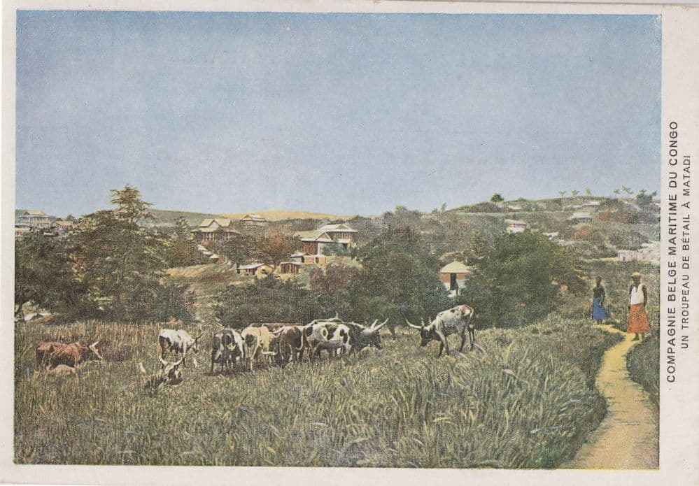 Compagnie Belge Maritime du Congo African Advertising Cattle Postcard ...