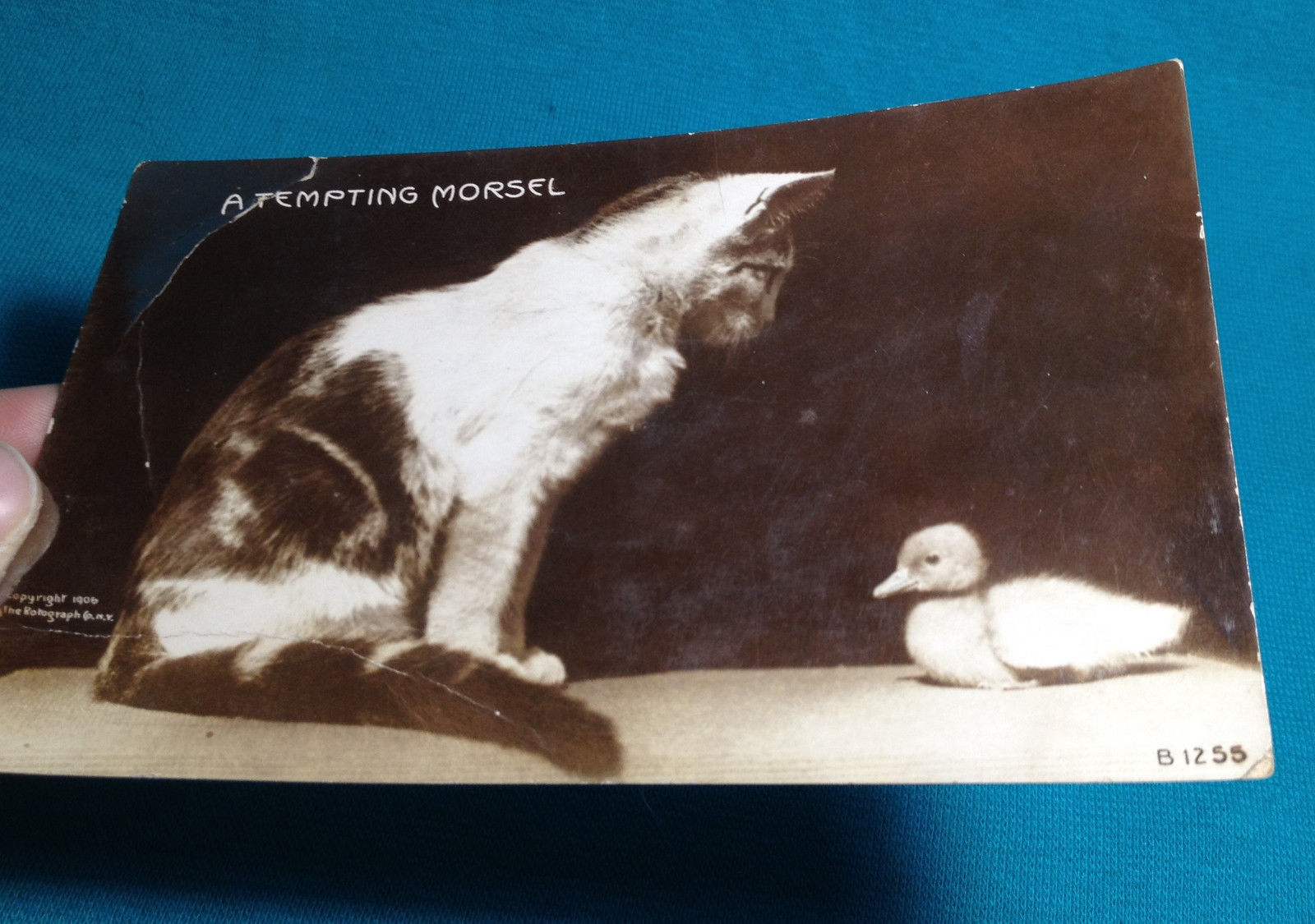 1906 Rotograph Real Photo A Tempting Morsel Cat Duckling RPPC Bromide ...