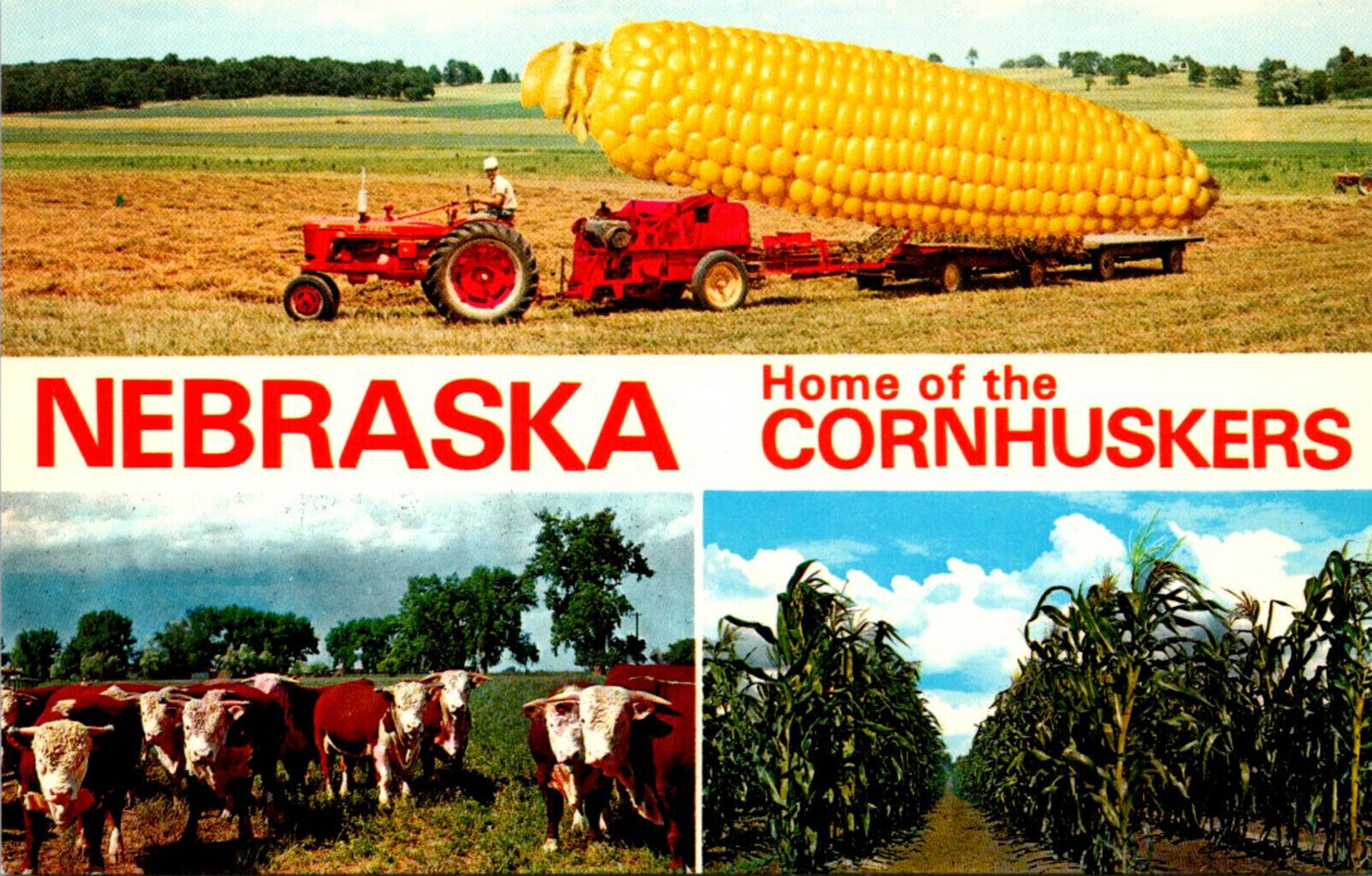 Nebraska Home Of The Cornhuskers Split View With Large Ear Of Corn ...