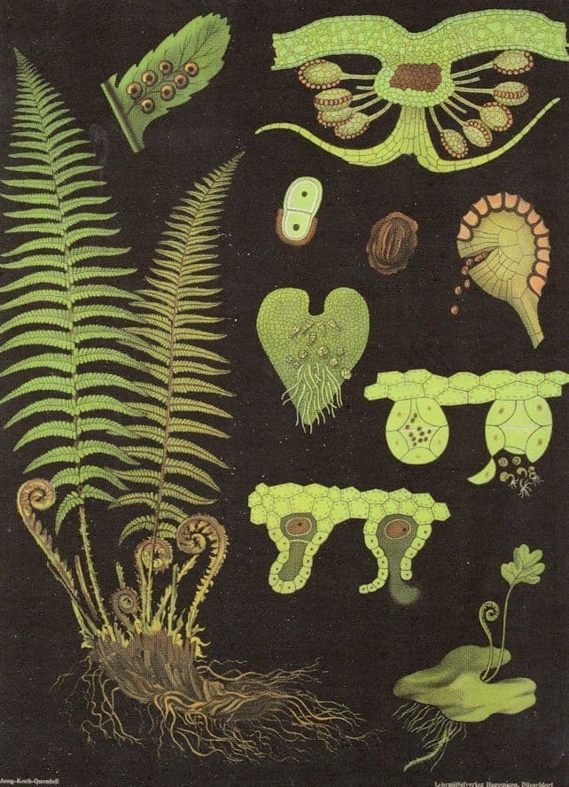 Male Fern Plants Old School Wall Chart Lesson Postcard | Topics ...