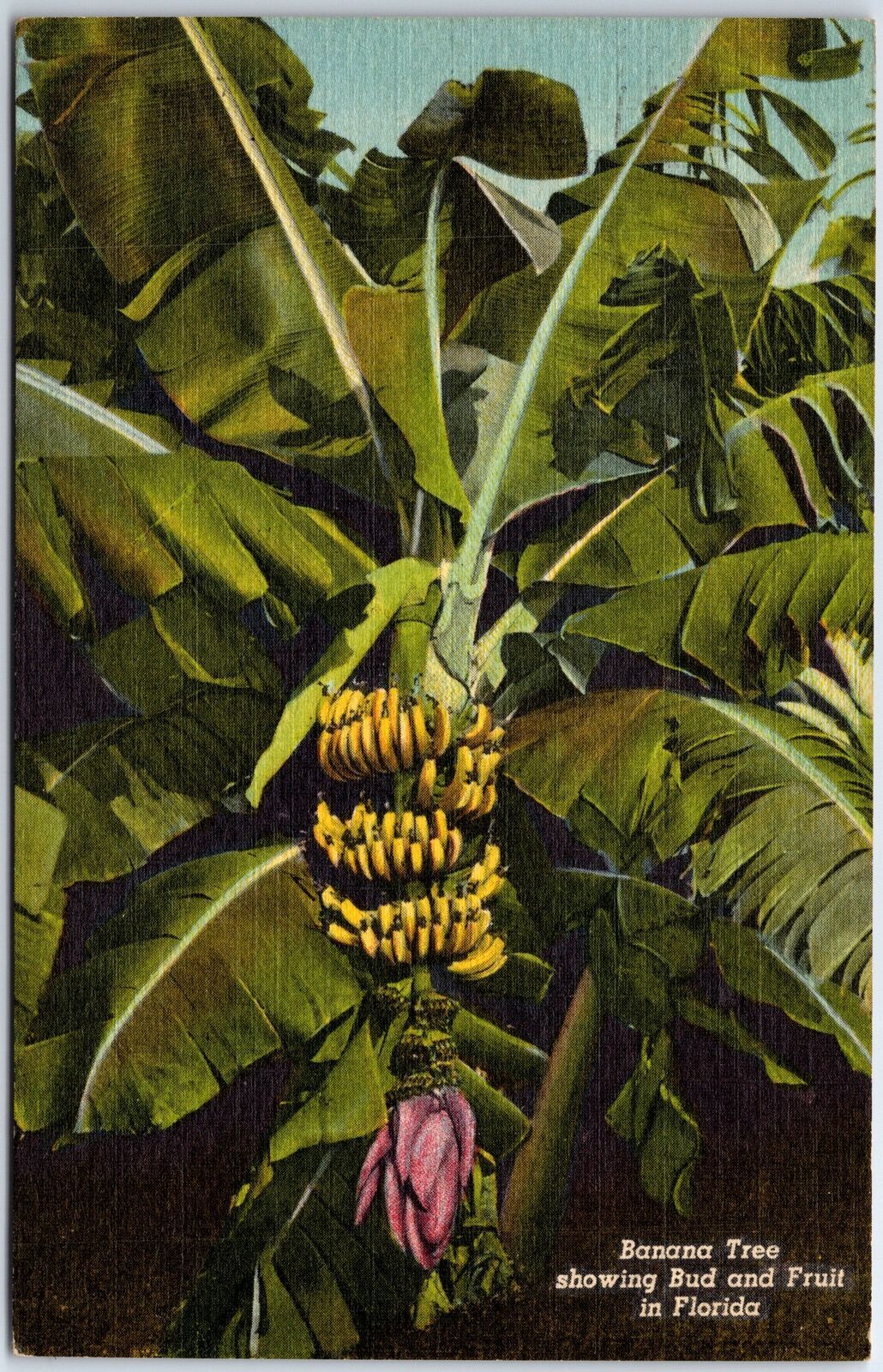 Vintage Postcard Banana Tree Showing BUD and Fruit in Florida Posted ...