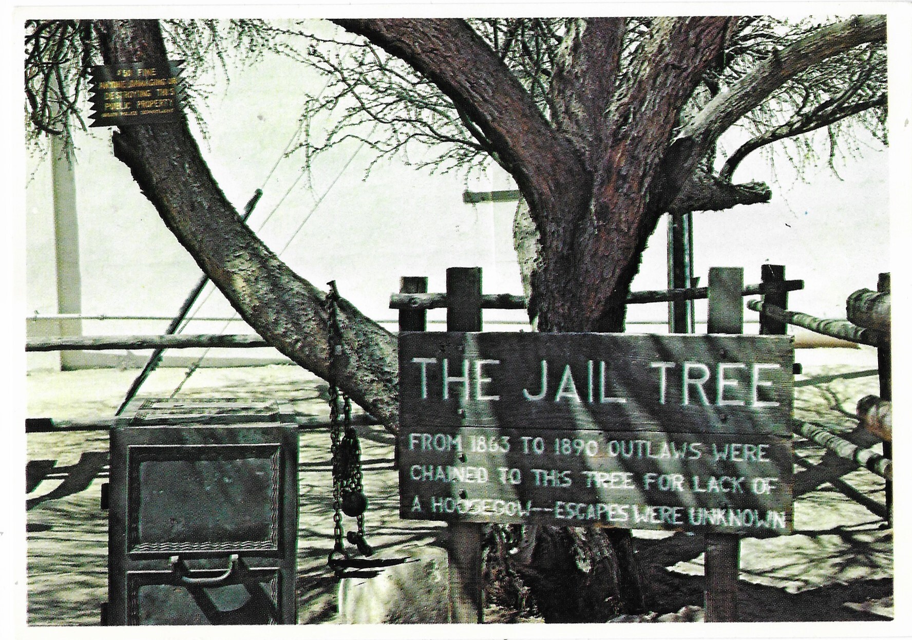 Wickenburg Arizona The Jail Tree Where Outlaws Were Chained 4 by 6 ...