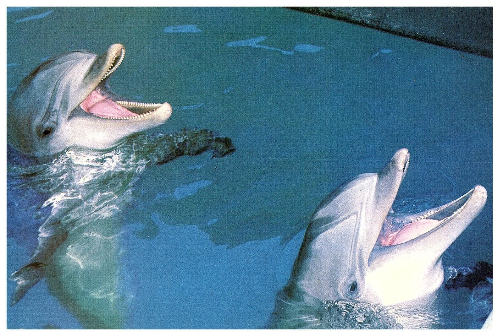 Hanna Barbera's Marineland CA Dolphin Stars Don Skipper Continental ...