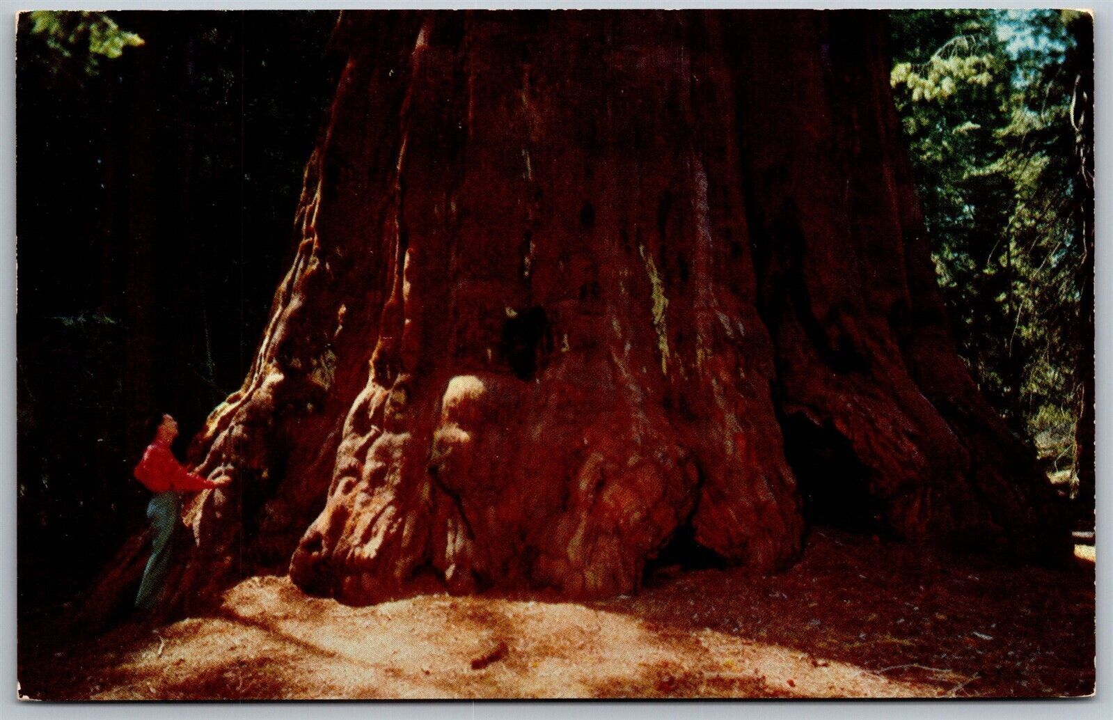 Vtg California CA Washington Tree Big Giant Sequoia National Park ...