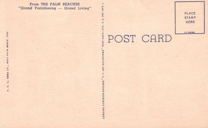 Vintage Postcard Residenetial Houses Palm Rows Roadway View Palm Beach ...