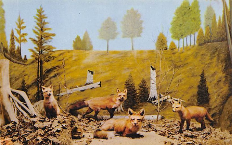 Underground Forest The Red Fox Family Frederic MI | Topics - Animals ...