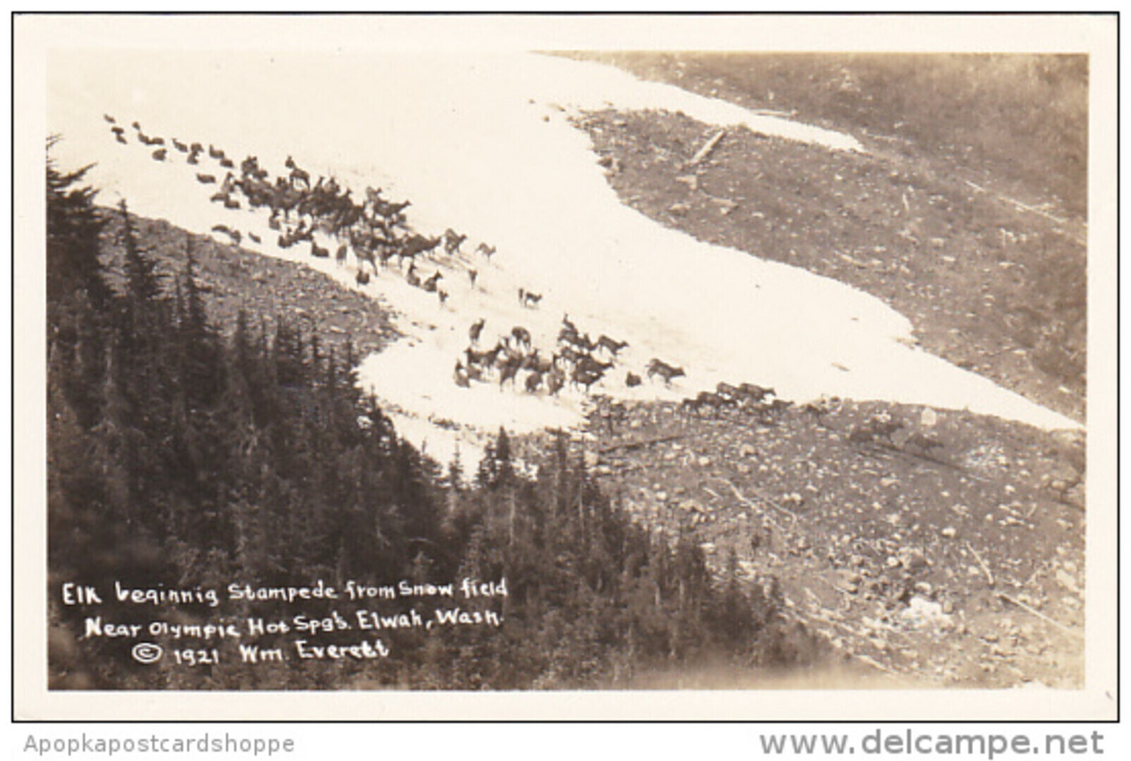 Elk Beginning Stampede From Snow Field Near Olympic Hot Springs Elwah ...