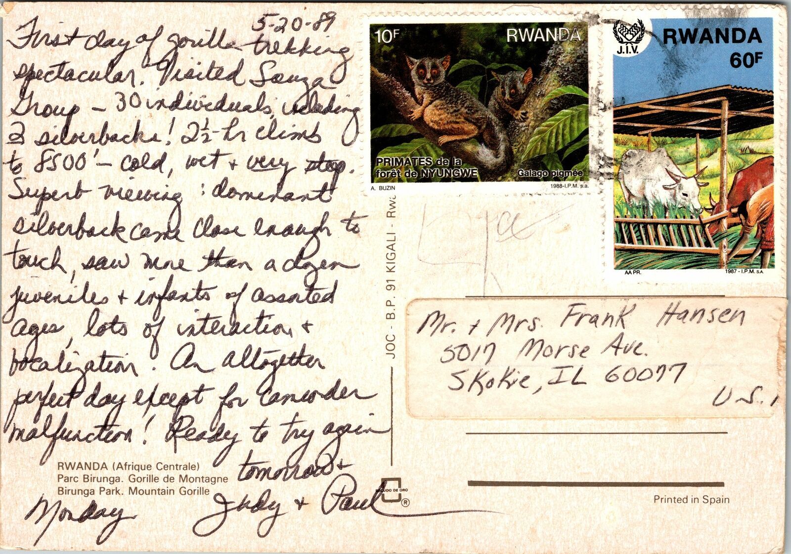 Vintage Continental Size Postcard Mountain Gorilla Birunga Park Rwanda ...