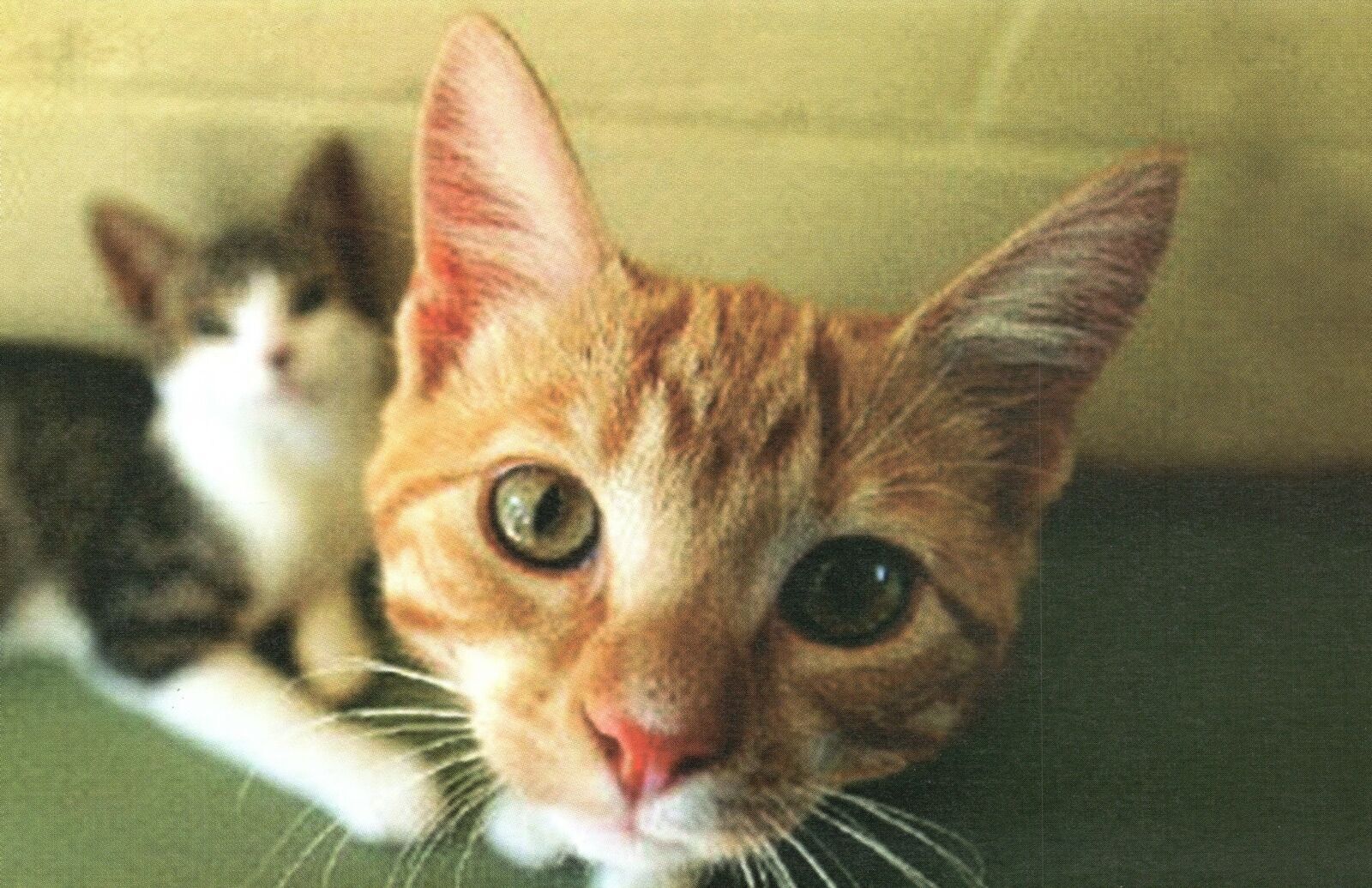 Vintage Postcard Animals Two Cute Cats Kitten Pub by Saveacat Org ...