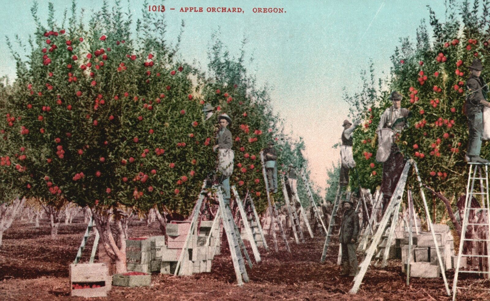 Vintage Postcard Apple Orchard Fruit Harvesting Farm Produce Fruits ...