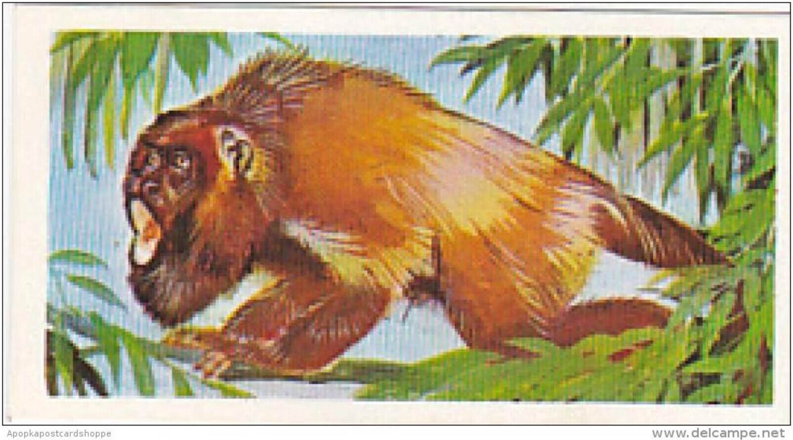 Brooke Bond Vintage Trade Card Wonders Of Wildlife 1976 No 11 Red ...