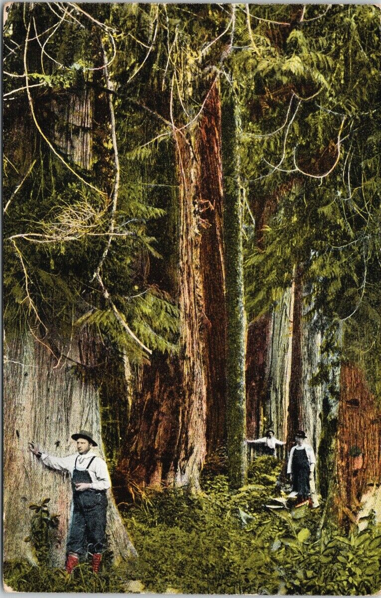Red Cedar Forests of British Columbia BC Trees Leonard Frank Postcard ...