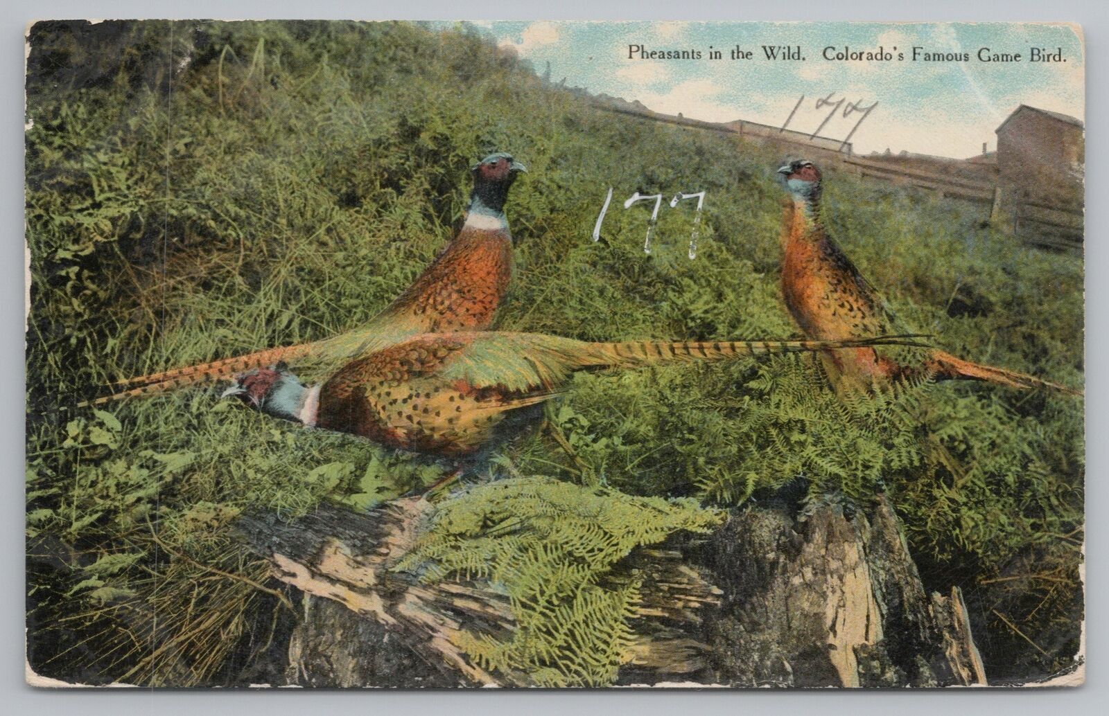 Animal~Pheasants In The Wild Colorado Game Bird~Vintage Postcard ...