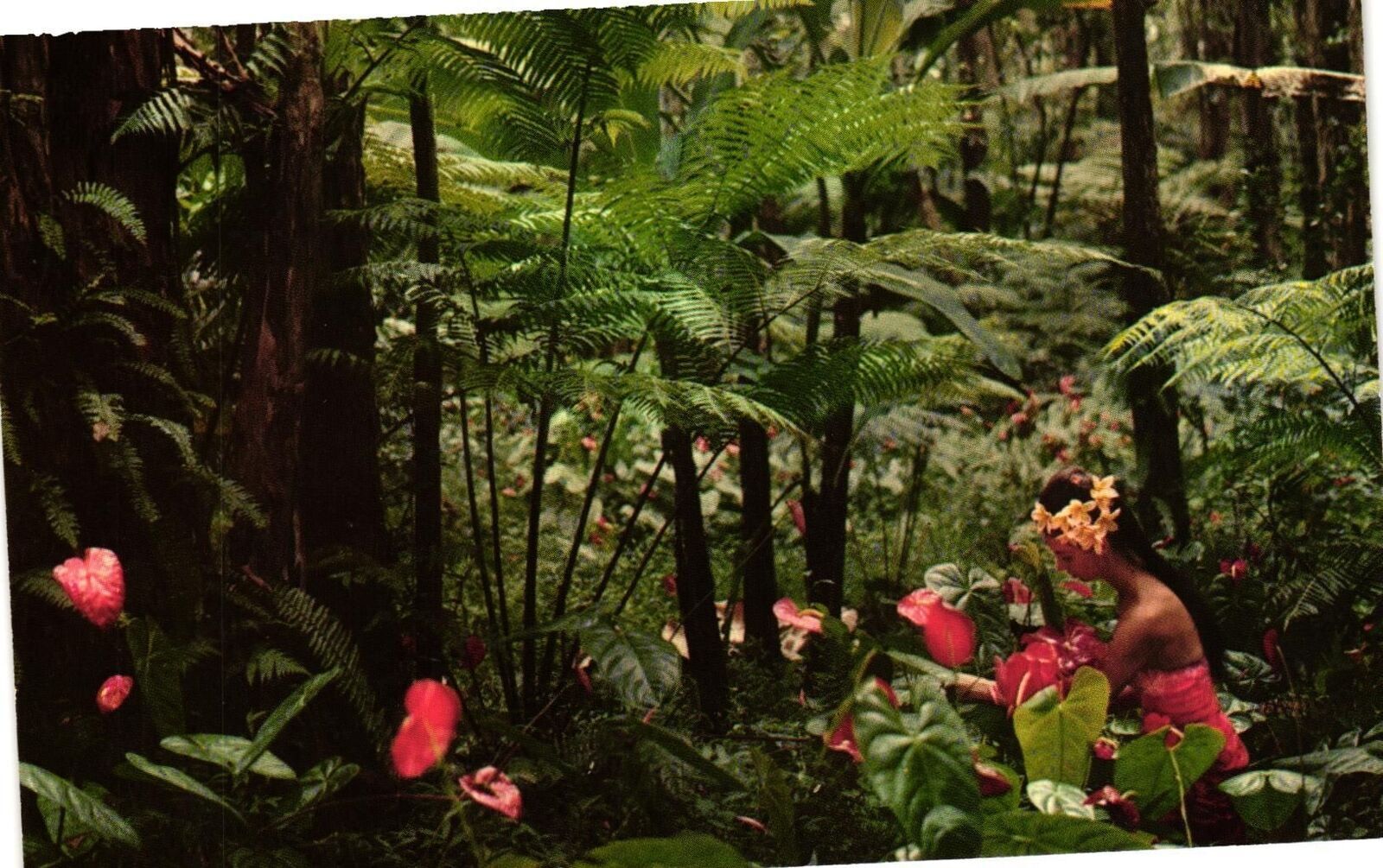Vintage Postcard- Puna Native Forest, Hawaii 1960s | United States ...