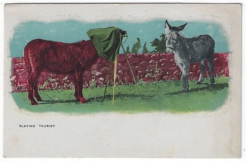 Vintage Comic Postcard Showing a Pair of Donkeys Playing Tourist ...
