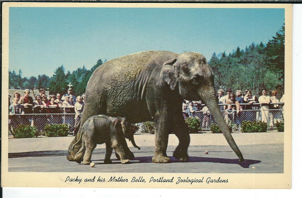 CB-395 OR, Portland, Packy and Belle Elephants Portland Zoo Chrome ...