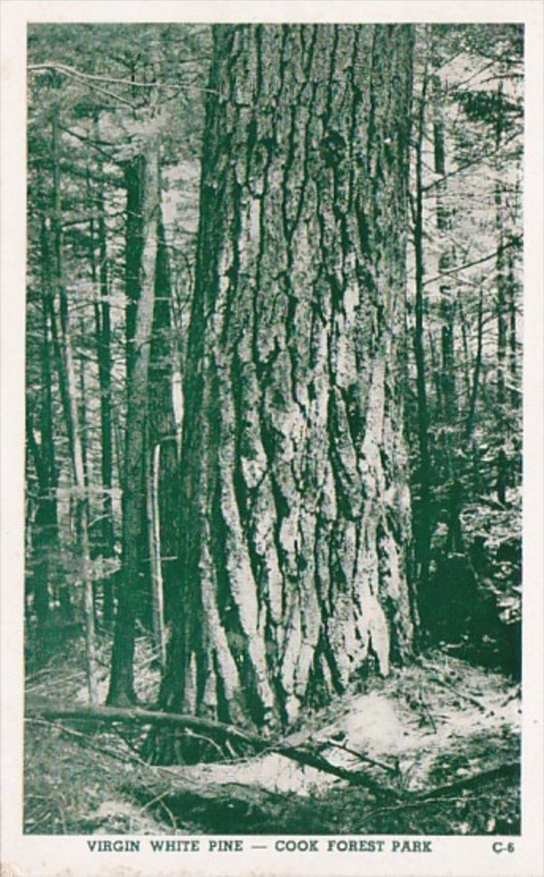 Pennsylvania Virgin White Pine Tree Cook Forest Park | United States ...