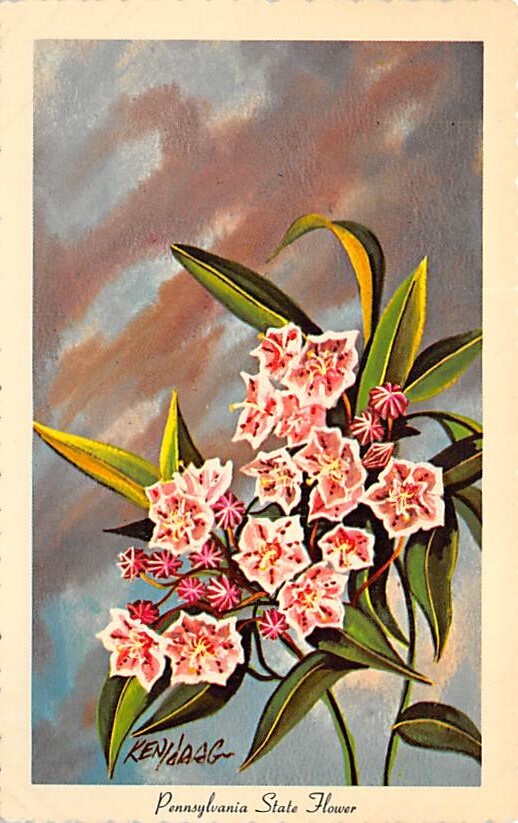 Pennsylvania State Flower Mountain Laurel - Pennsylvania State Flower ...