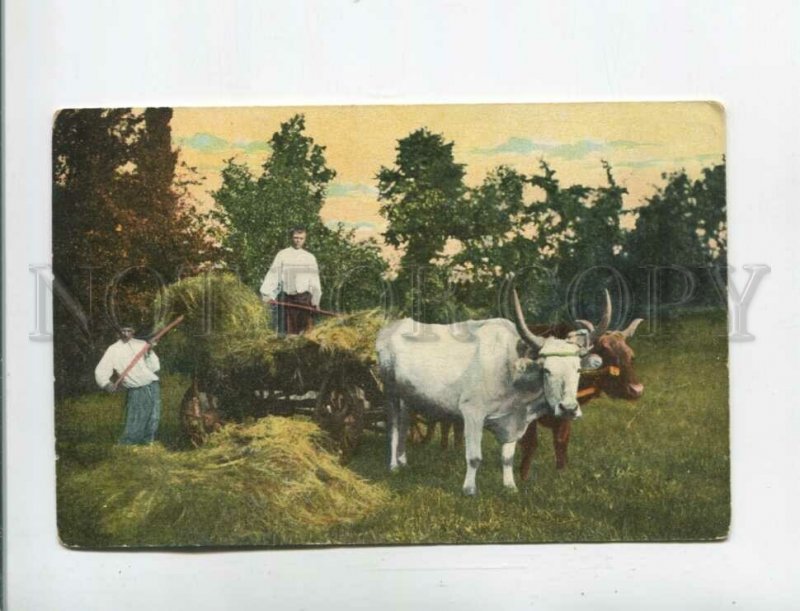 473114 Ukraine haymaking buffalo team types types of Little Russia ...