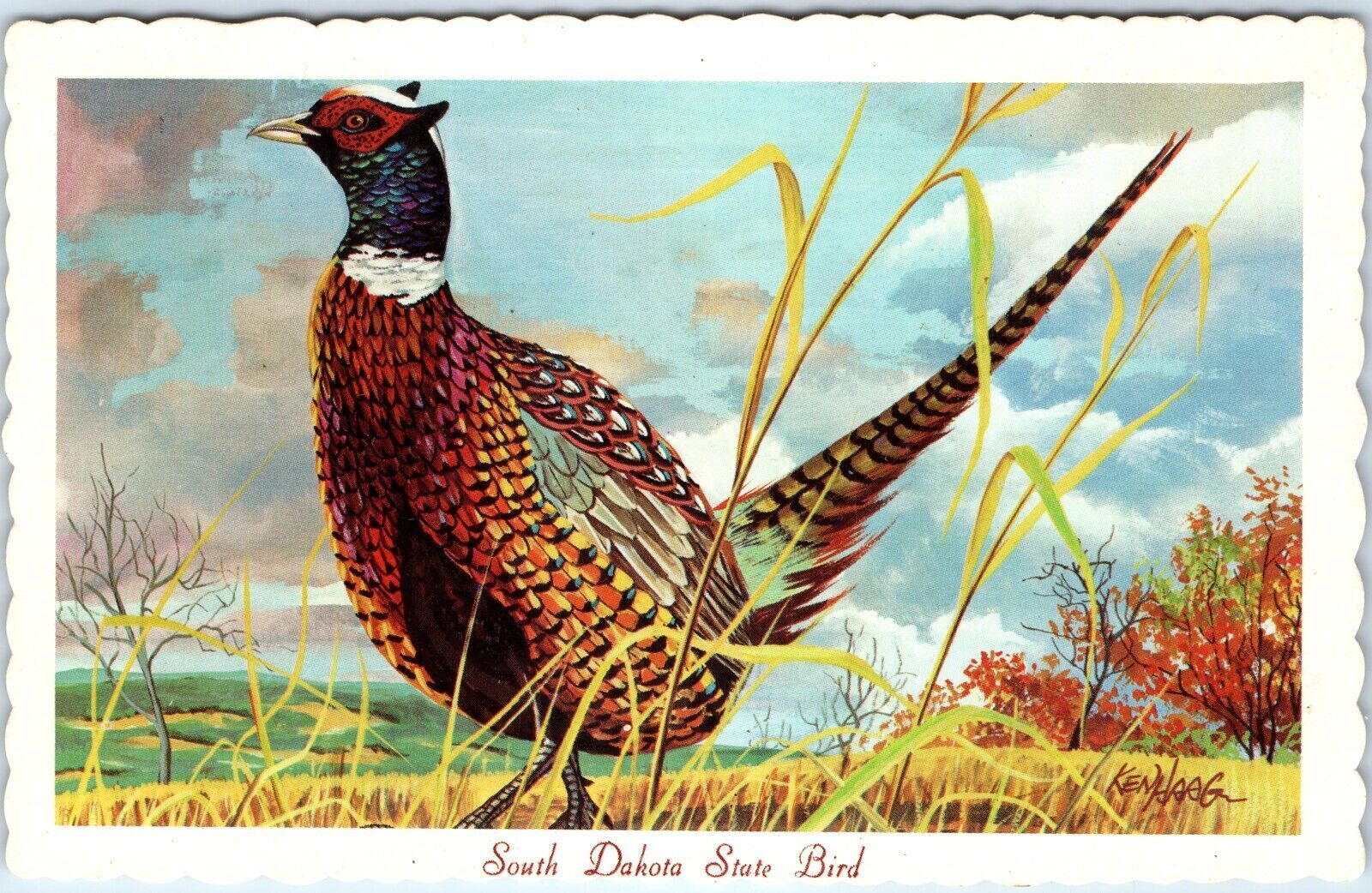 1966 SD South Dakota State Bird Chinese Ringneck Pheasant Ken Haag ...