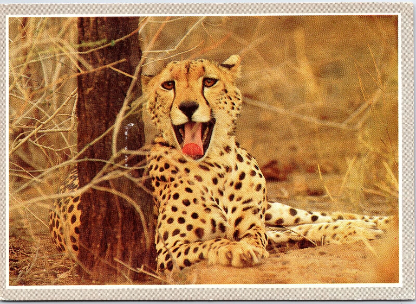 Vintage Continental Sized Postcard Close-Up View of an African Cheetah ...