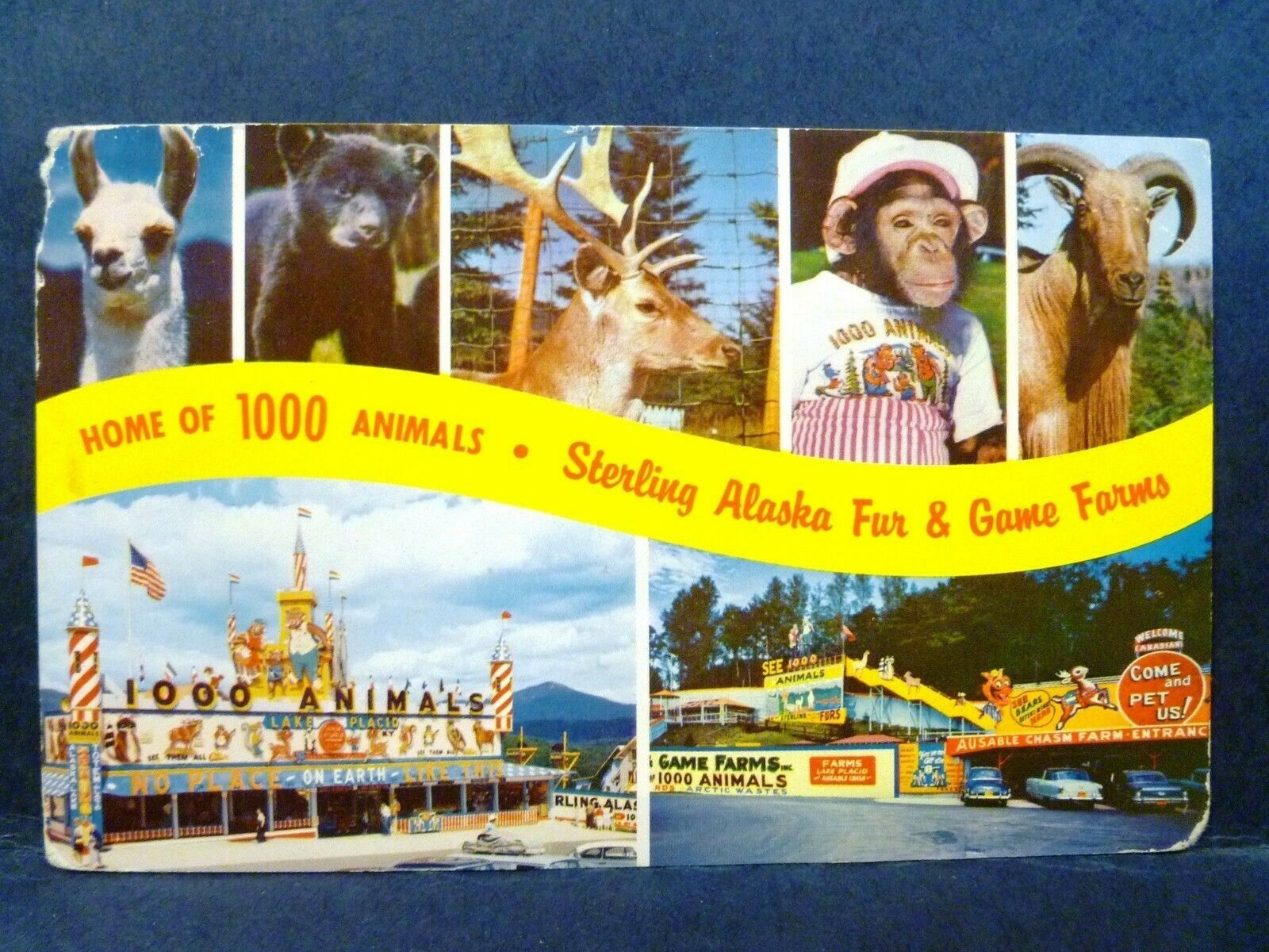 Postcard NY Ausable Chasm & Lake Placid Home of 1000 Animals 1950's ...